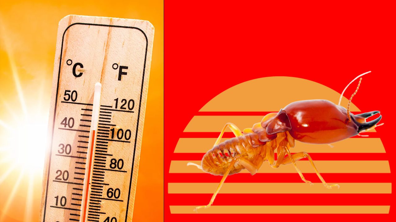 What Temperature Kills Termites ⋆ TermiteHQ