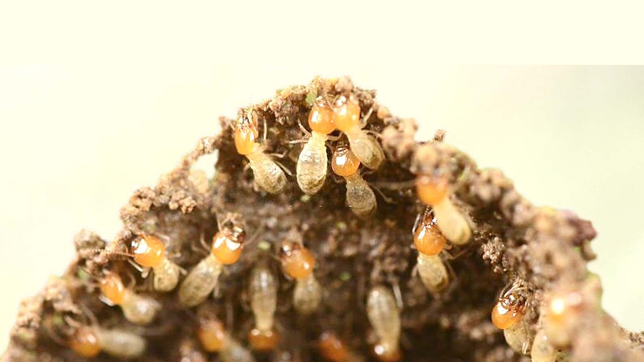 Crafting A DIY Non-Toxic Termite Bait Recipe ⋆ TermiteHQ