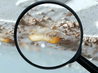 How To Tell If You Have A Termite Infestation ⋆ TermiteHQ