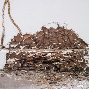 Termite Damage Baseboard? Here’s How To Spot It, Fix It, And Stop It ...